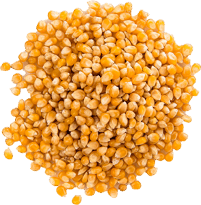 Jackson Purchase Bourbon - Kentucky Straight Bourbon Whiskey